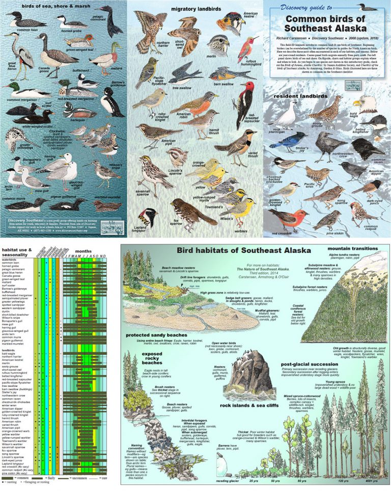 Common birds of Southeast Alaska | JuneauNature