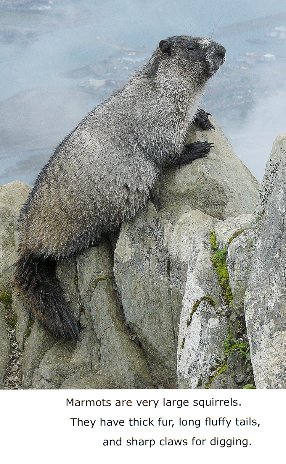 marmotbook | JuneauNature