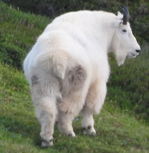 Goats of late summer | JuneauNature