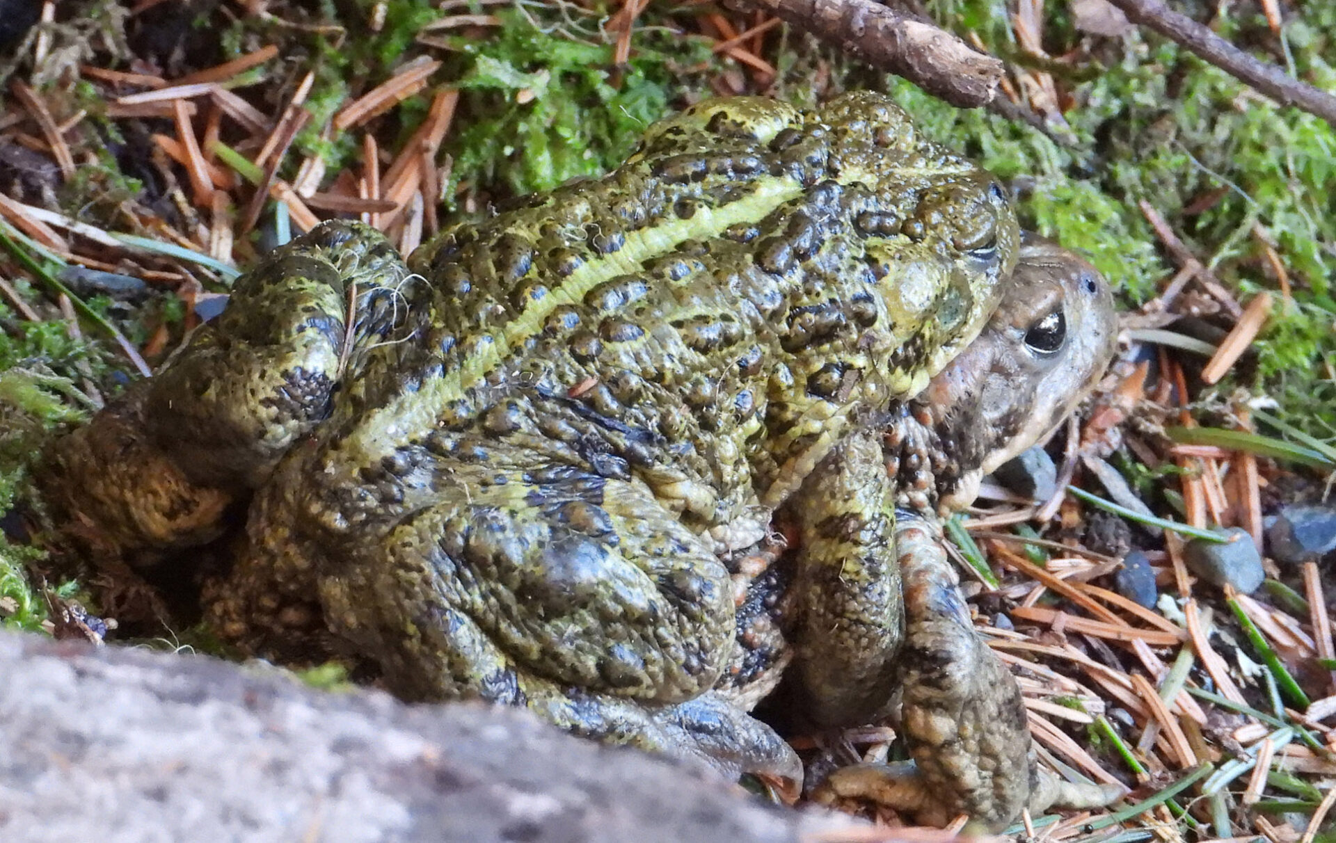 toads-amplected | JuneauNature